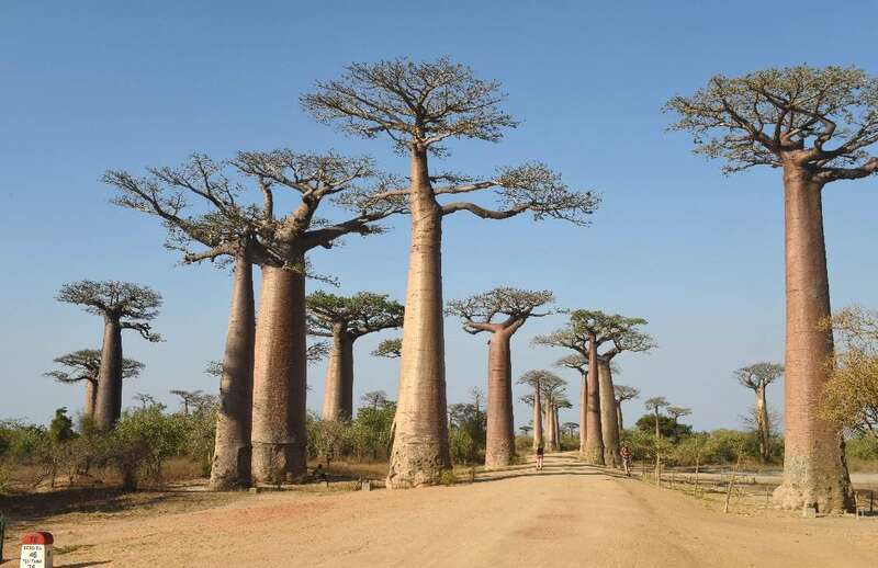 科学家系统阐明猴面包树属植物的演化历史_北京时间