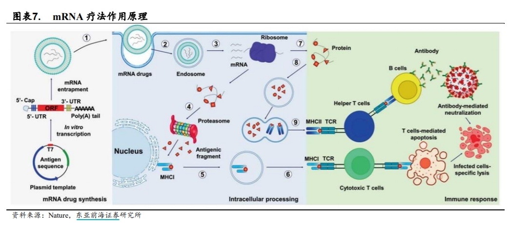 mRNA终于拿下诺奖：有何应用前景？上市公司都有哪些布局_北京时间新闻