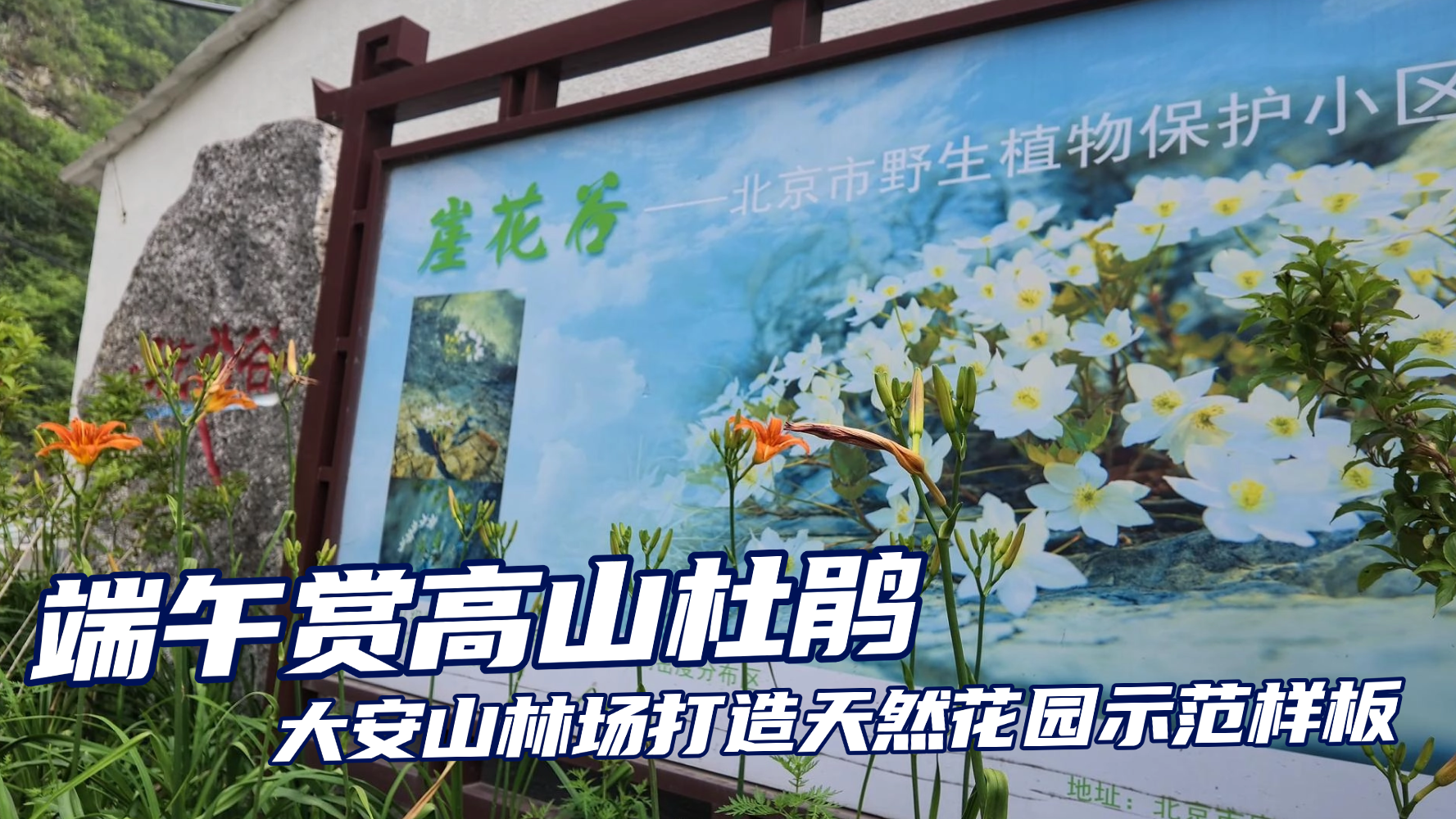 端午赏高山杜鹃 大安山林场打造天然花园示范样板_北京时间